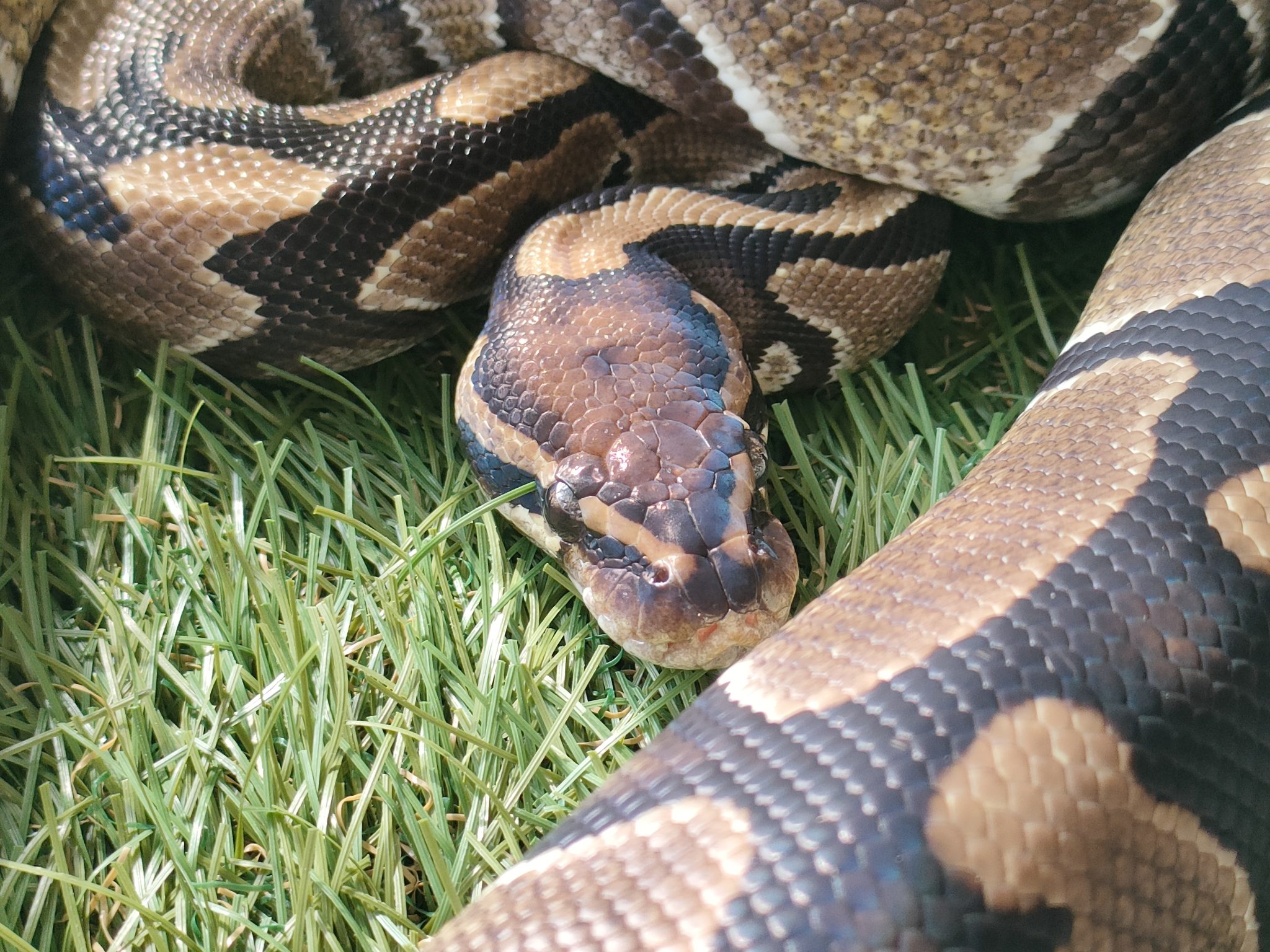 Wildlife Rescue - ACRES